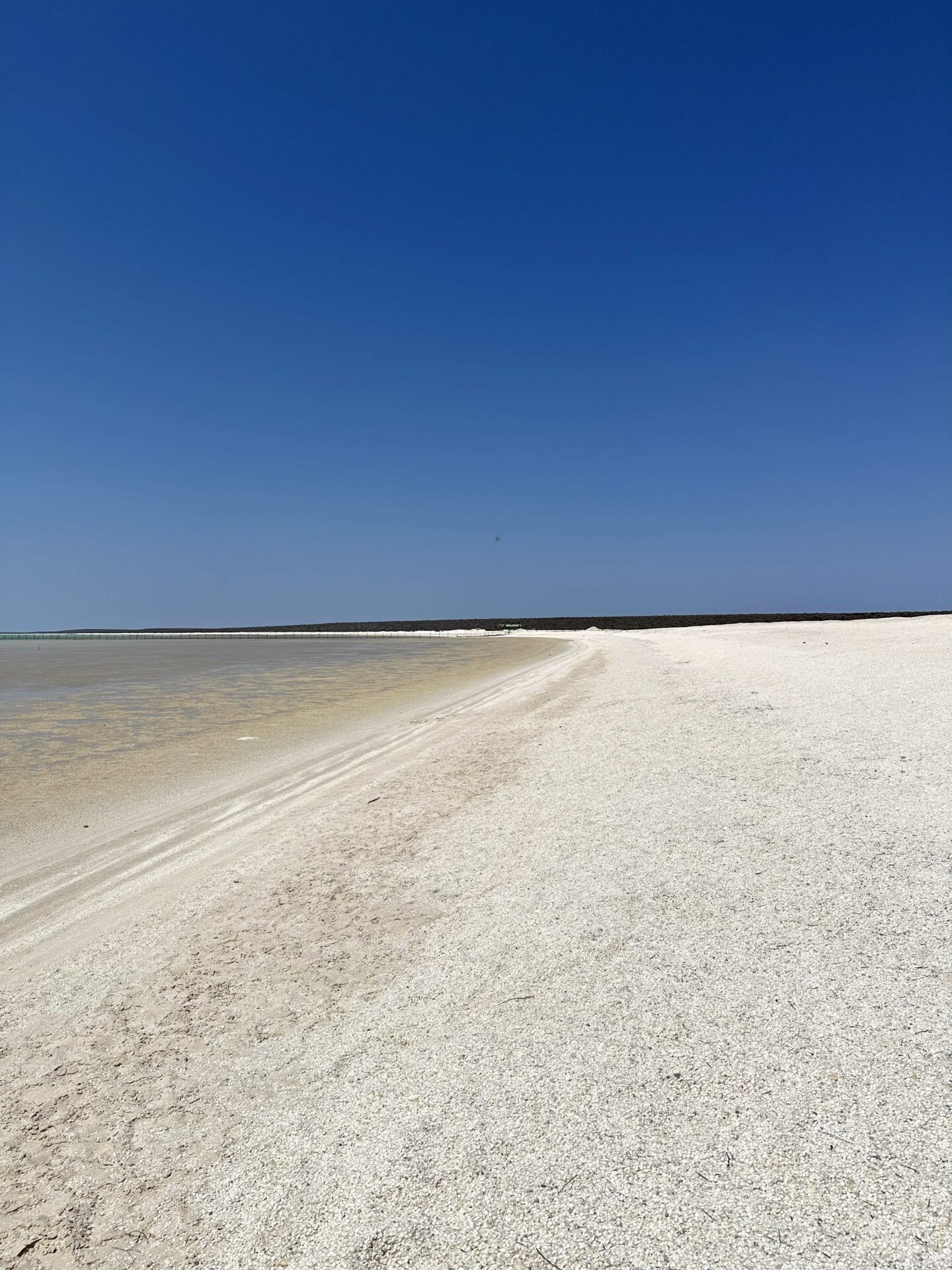 Shark Bay, Western Australia: The Complete Guide