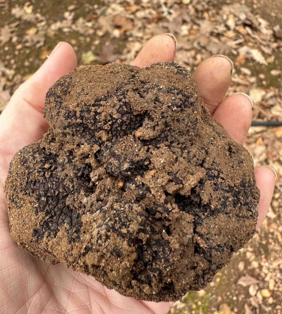 Let’s Go On a Truffle Hunt: Truffle tours in Western Australia