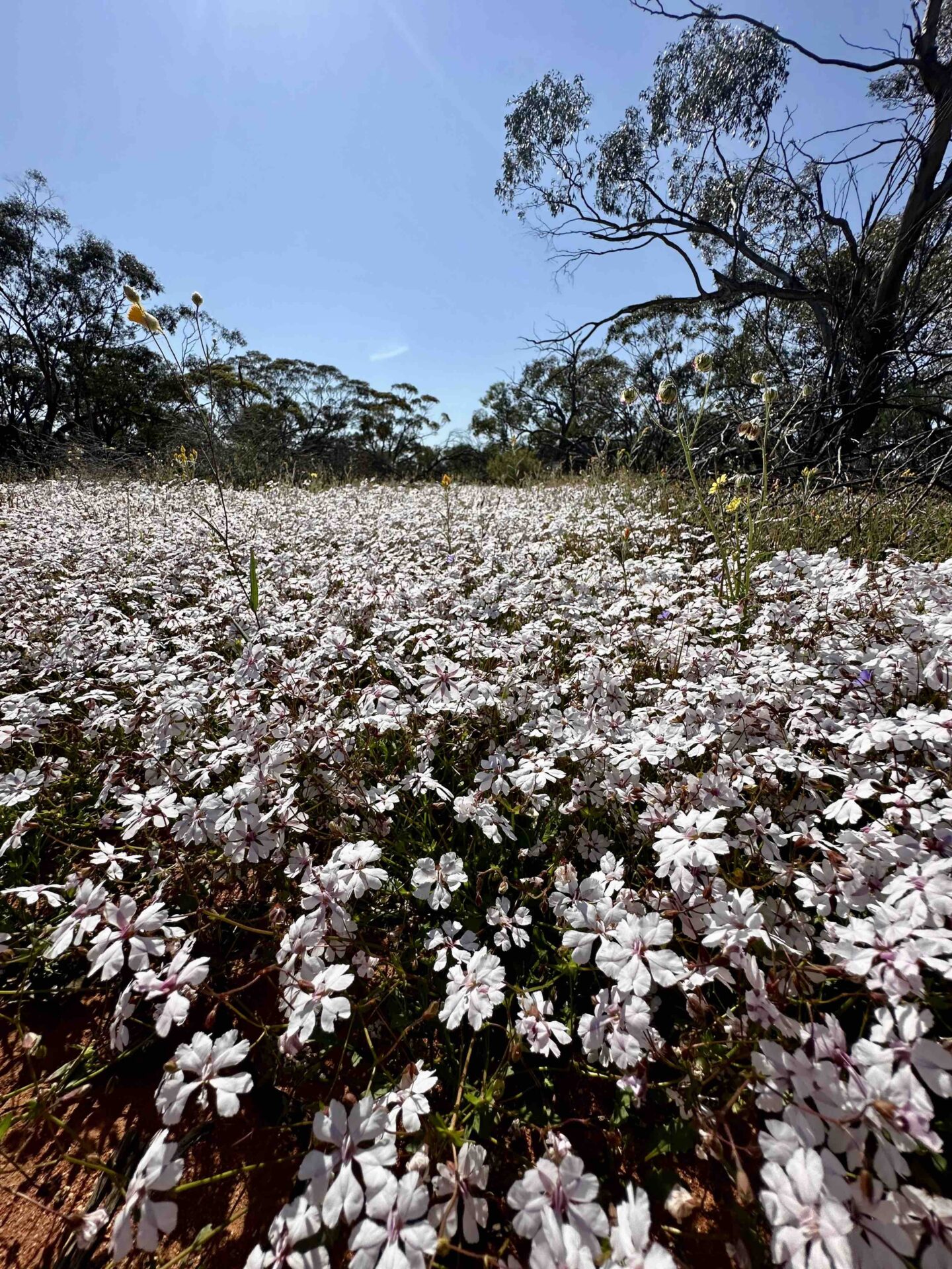 Where to see WA wildflowers: The best spots and the ultimate wildflower ...