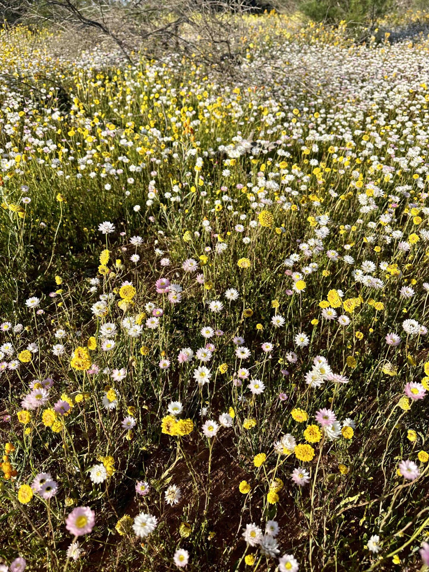 Where to see WA wildflowers: The best spots and the ultimate wildflower ...